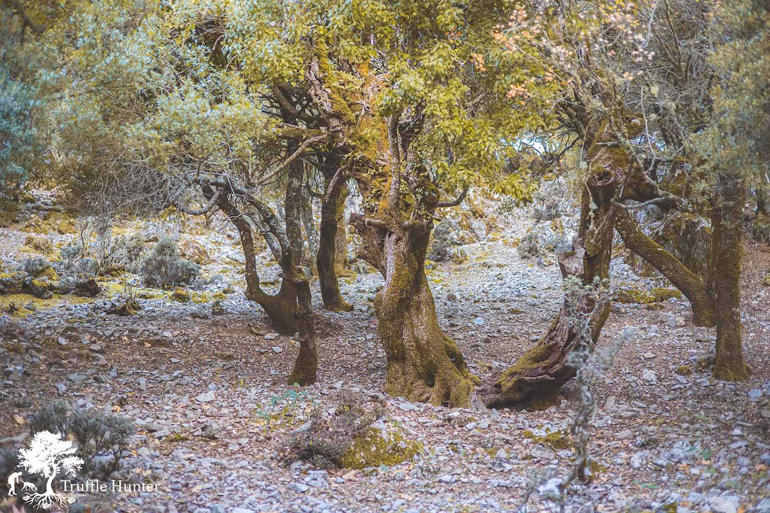 Rouvas ancient Forest Crete - Herakleion Greece